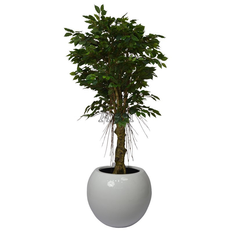 Artiiplant - Ficus Topiary Plant